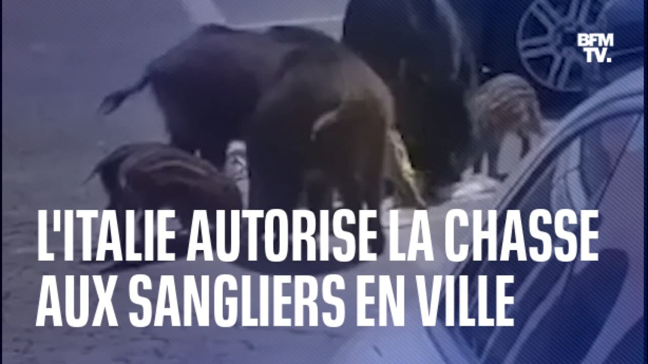 Litalie Autorise La Chasse Aux Sangliers Dans Les Villes
