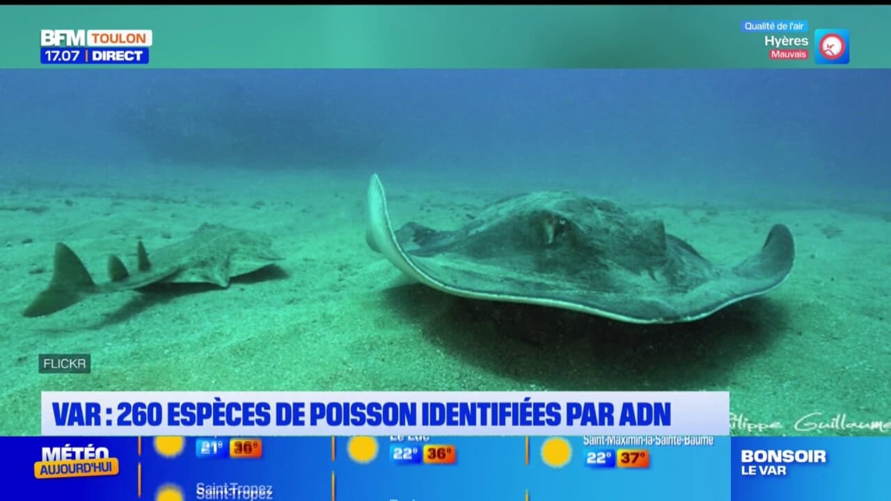 Var: 260 espèces de poisson identifiées grâce à leur ADN par des ...