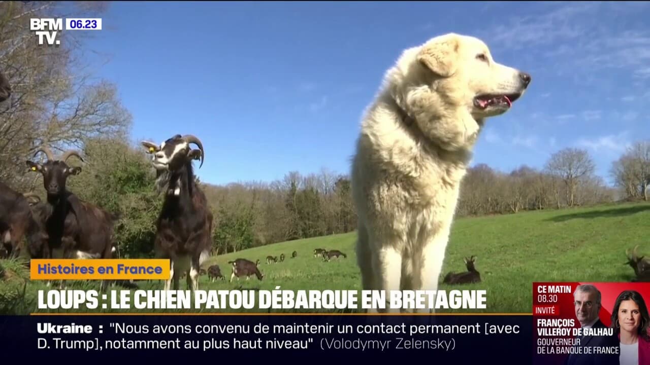 Élevage: le chien patou, rempart contre les loups, utilisé jusqu’en ...