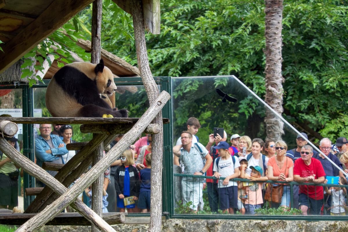 Yuan Meng, le premier panda né en France, s'envole pour la Chine ce mardi