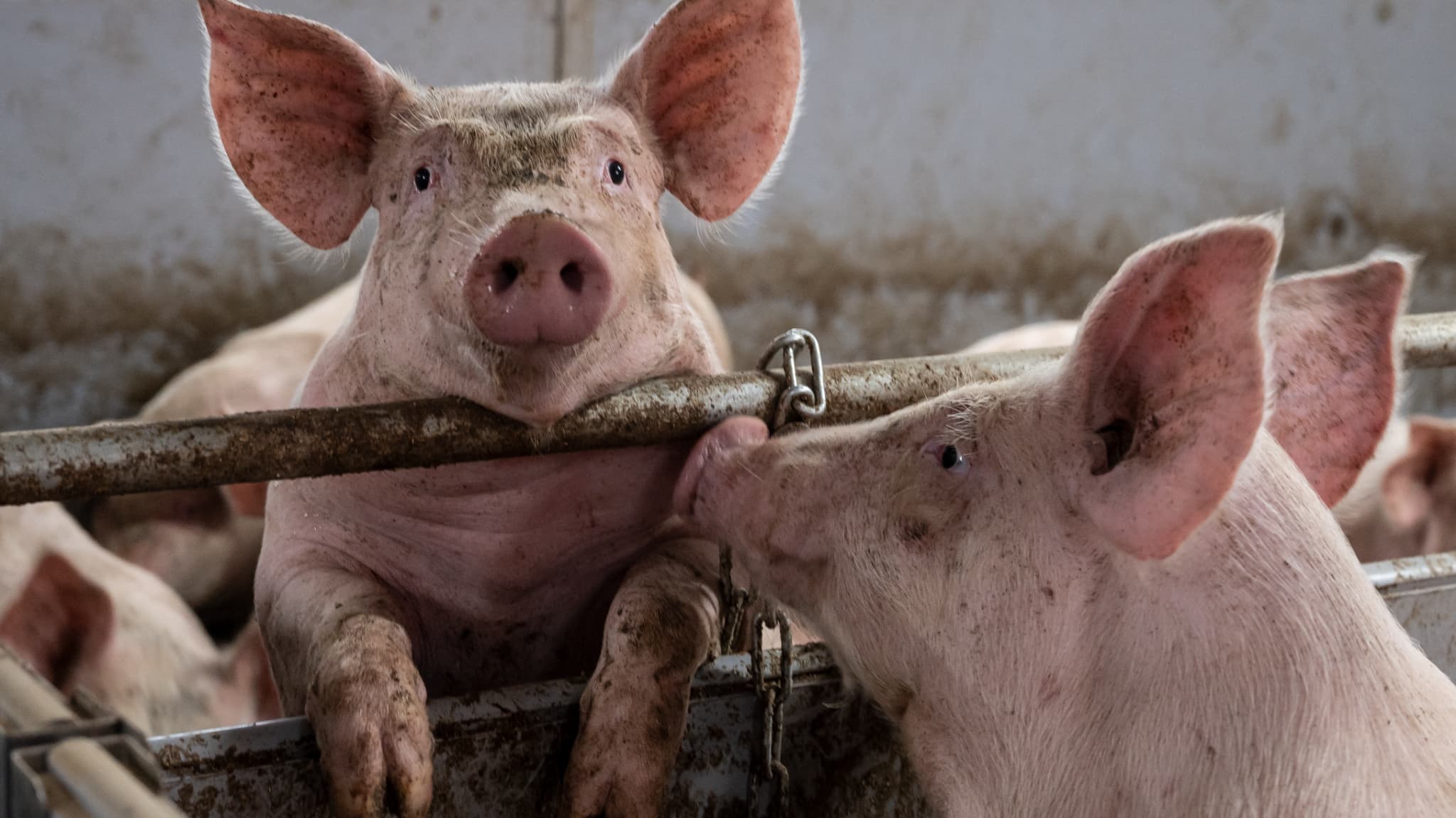 Listeria: trois rôtis de porc vendus dans les magasins U sont rappelés