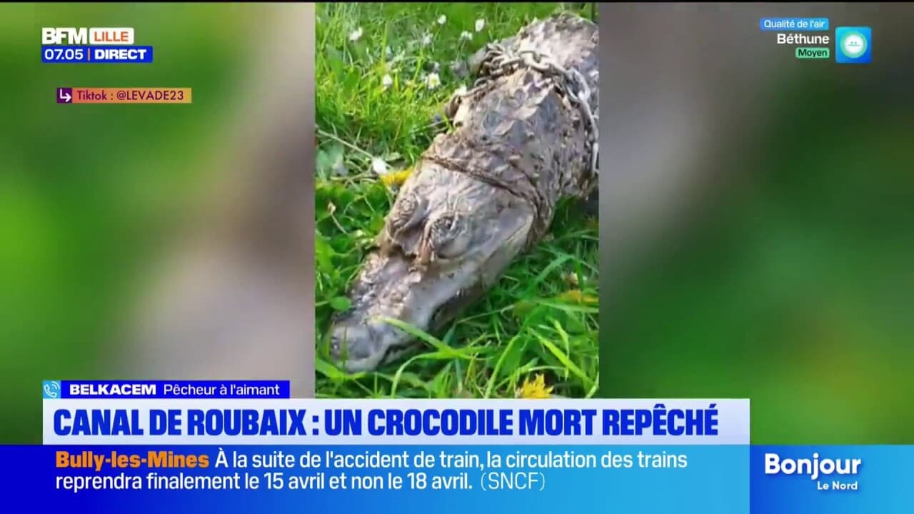 Un crocodile mort repêché dans le canal de Roubaix