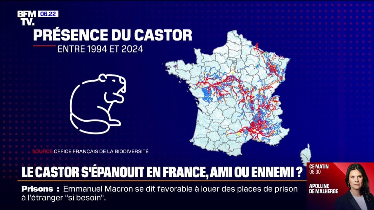 Le castor s'épanouit en France mais la cohabitation entre l'agriculture ...