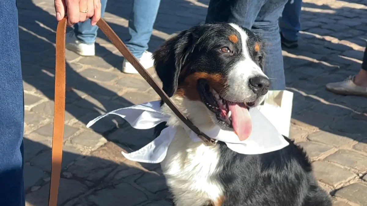 "Partager la ville": une cinquantaine de chiens réunis pour la première ...