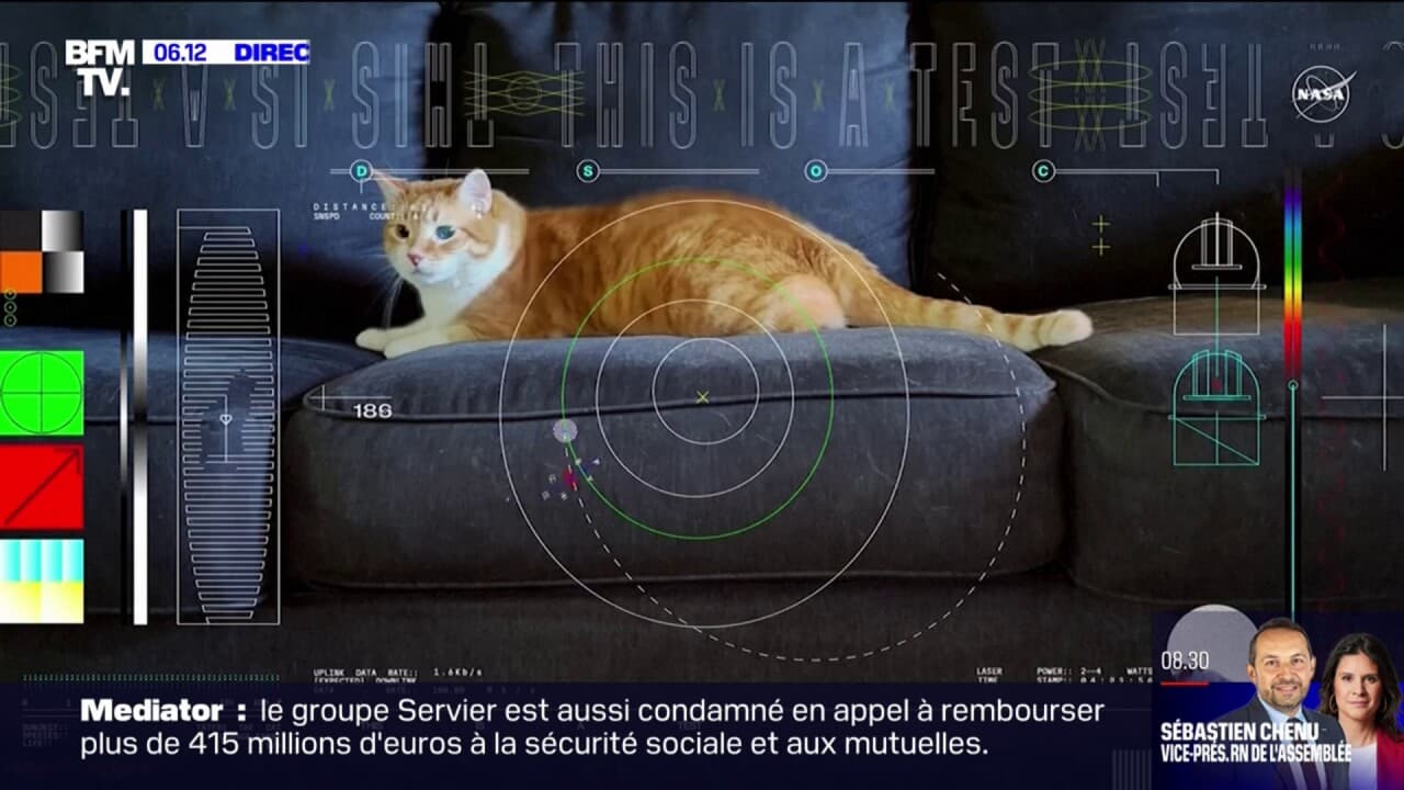 Une vidéo de chat n'a mis que 101 secondes pour parcourir plus de 30 ...
