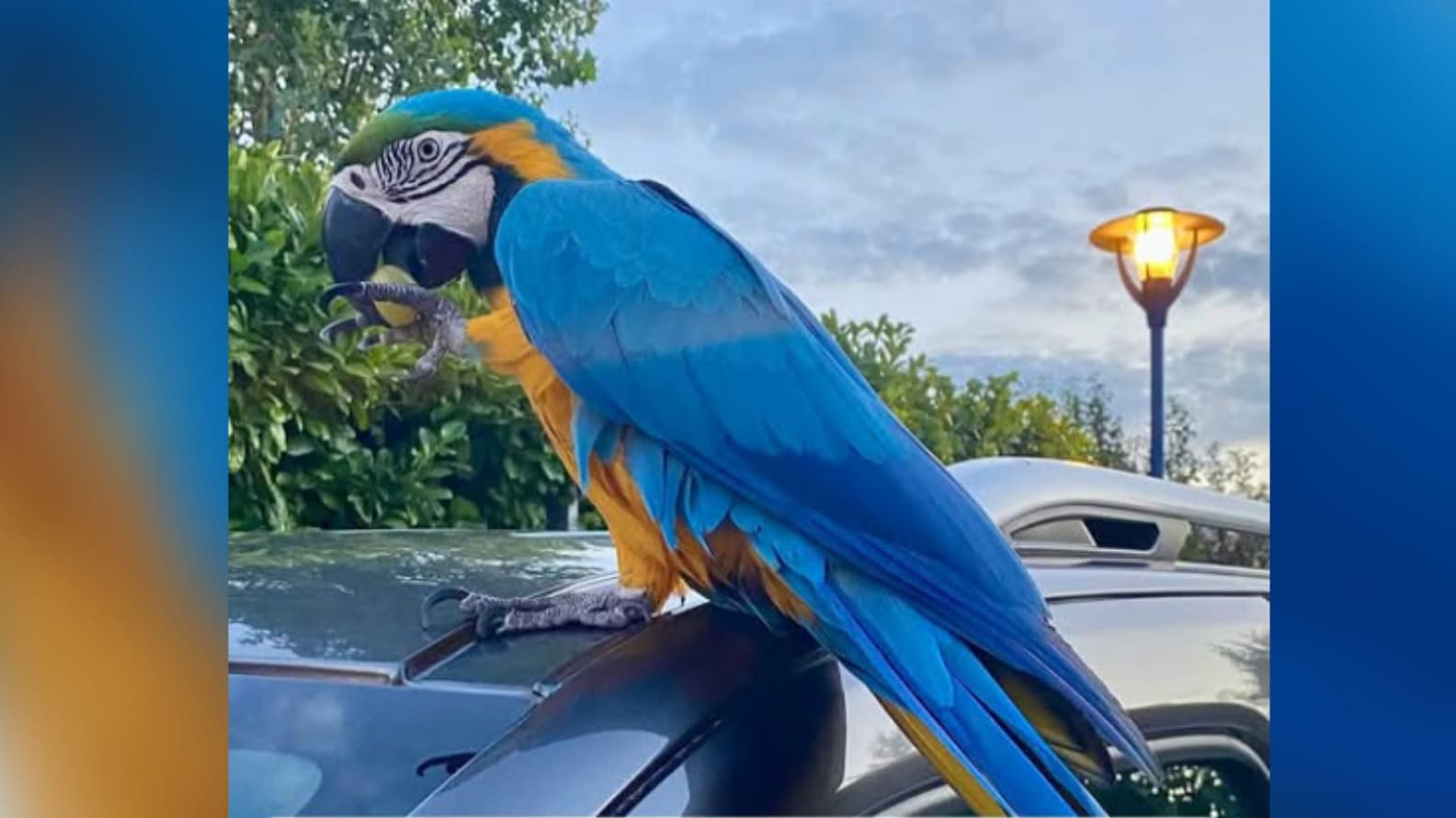Carnoux-en-Provence: le perroquet Rio retrouvé après avoir été dérobé à ...