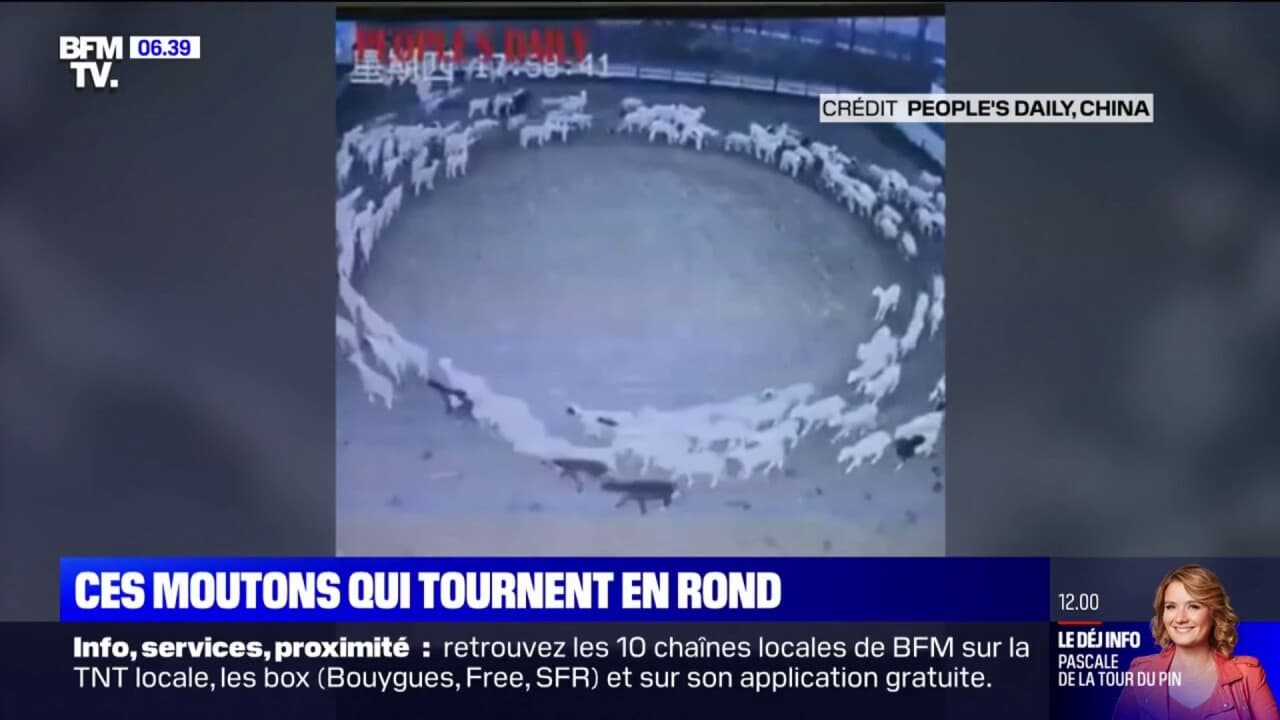 En Chine, un troupeau de moutons tourne en rond de façon inexpliquée ...