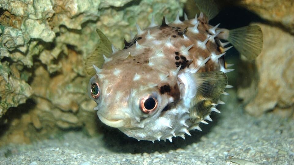 Le poisson-ballon se répand dans la Méditerranée et met en danger la ...