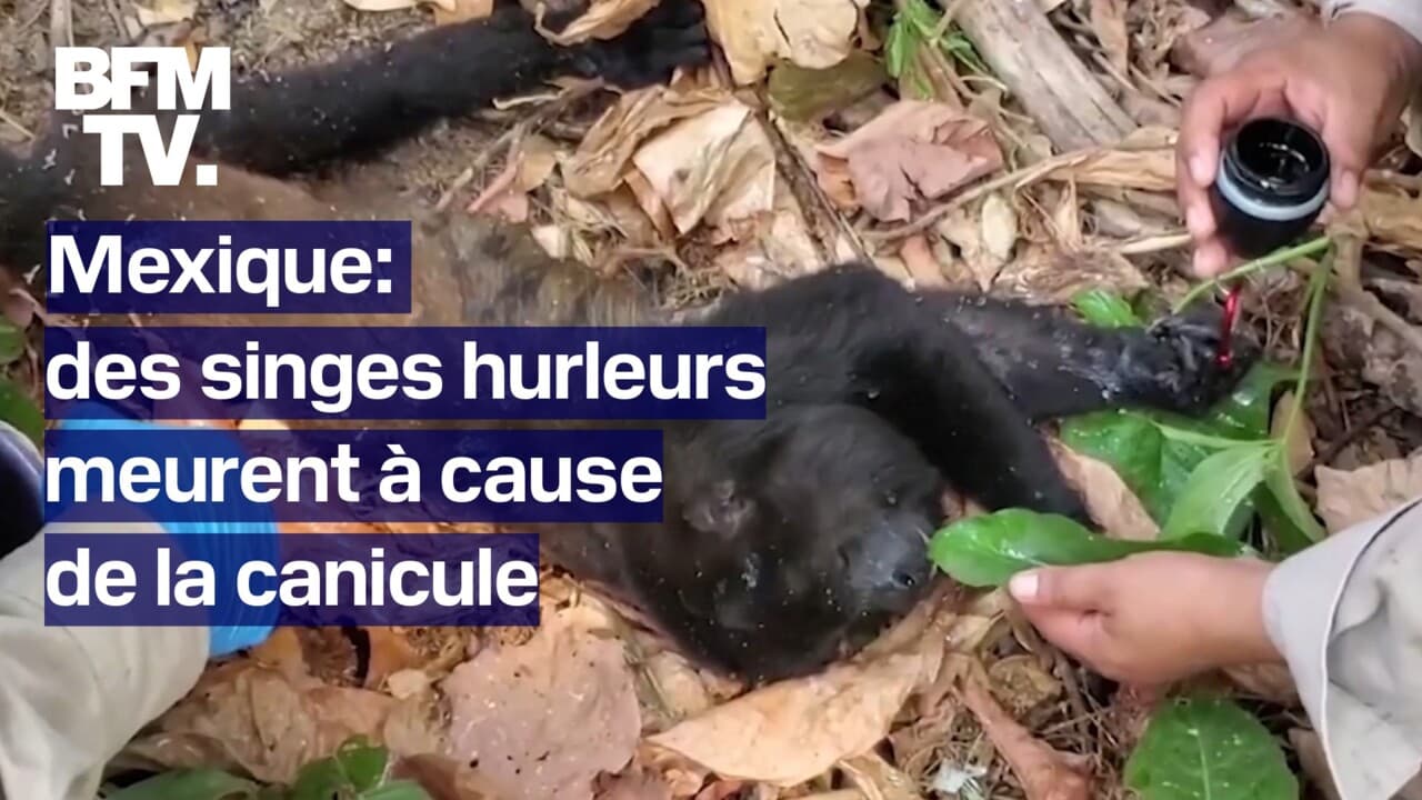 Au moins 138 singes hurleurs retrouvés morts au Mexique à cause de la ...