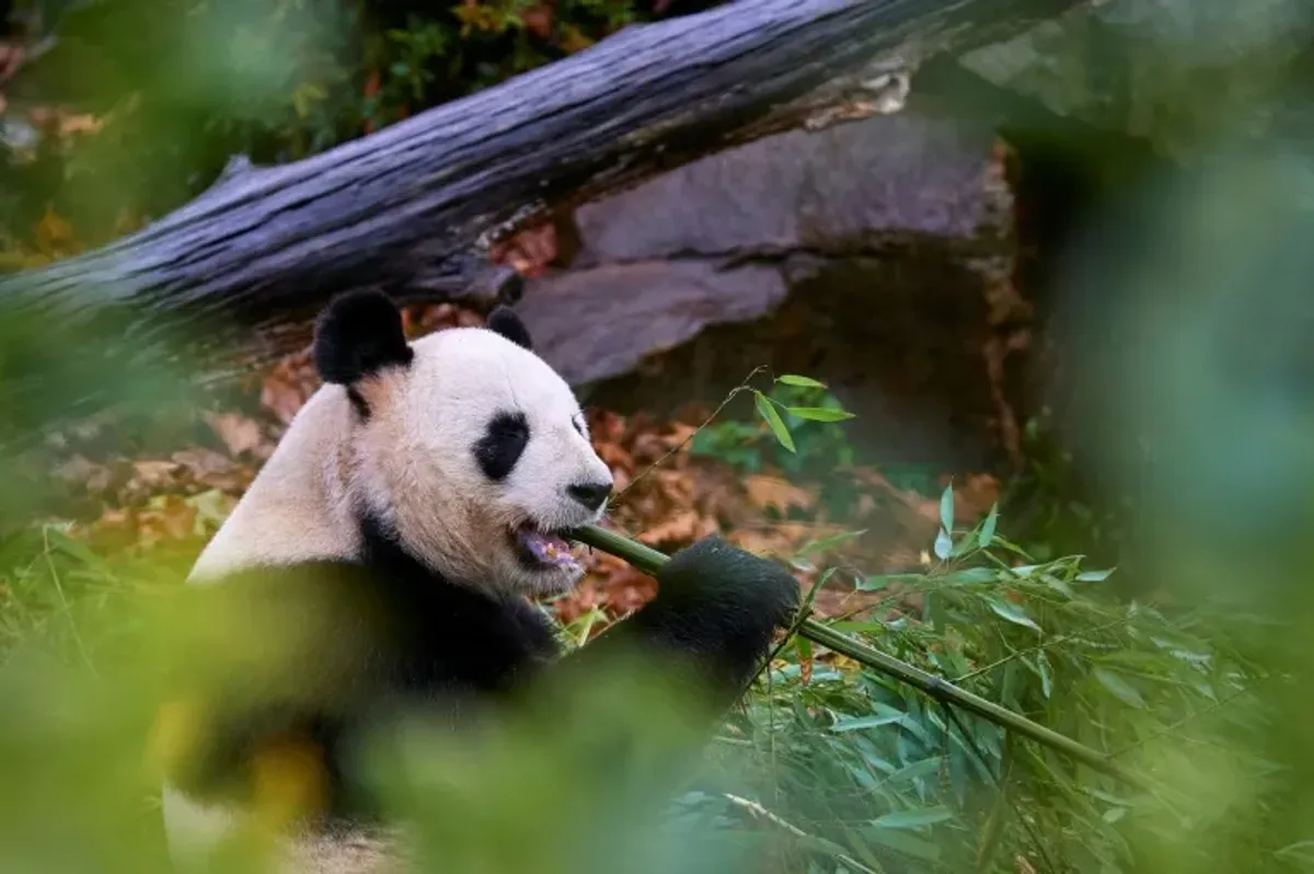 L'ambassade de Chine à Paris promet "de nouveaux pandas géants" pour la ...