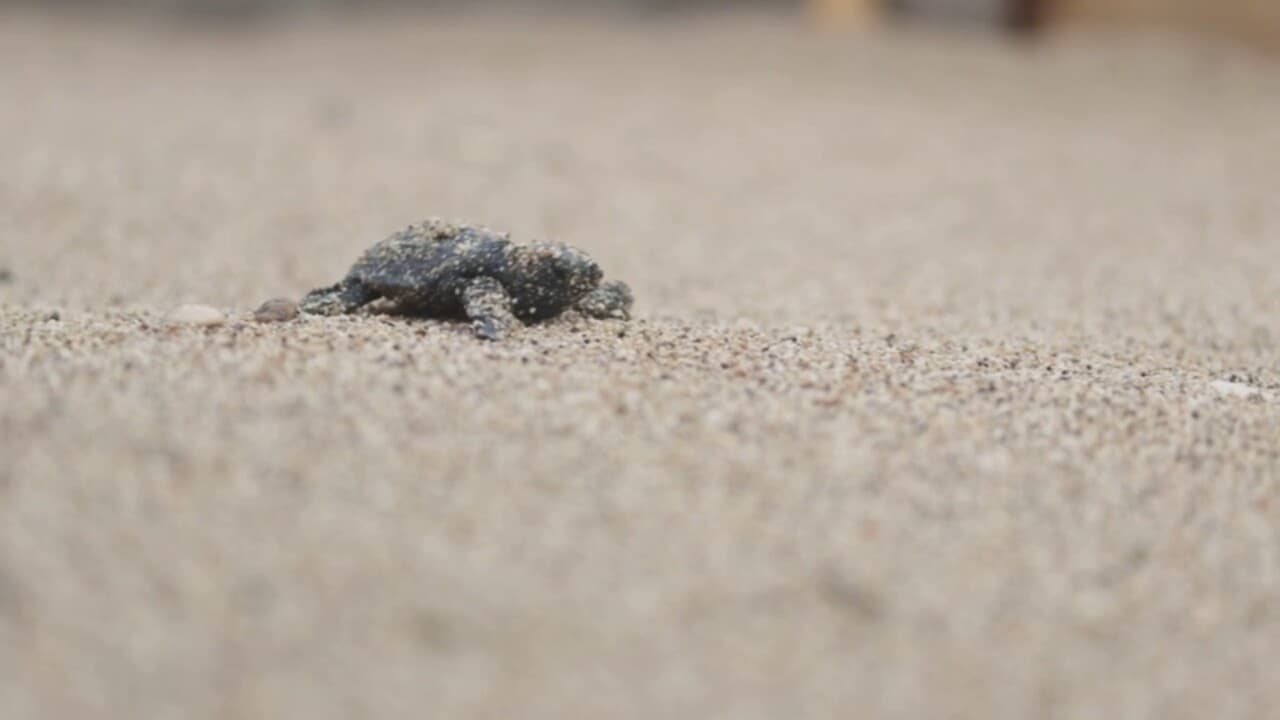 Les images du bébé tortue rejoignant la mer juste avant les intempéries ...