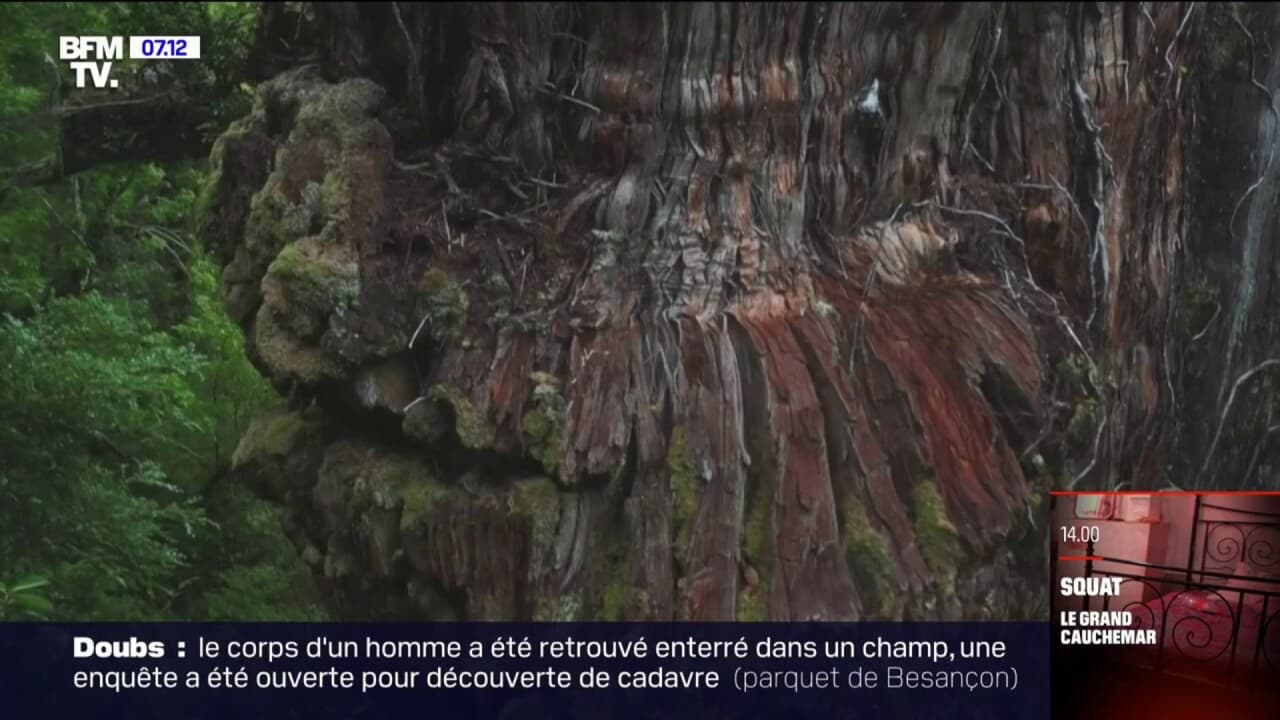 Chili: le "Gran Abuelo", le plus vieil arbre du monde aux 5000 ans d ...
