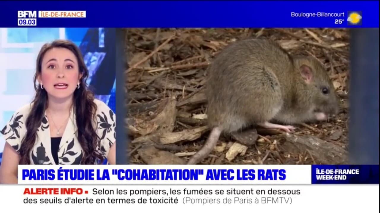 Paris: la mairie crée un comité pour étudier la "cohabitation" avec les ...