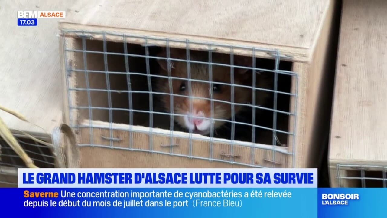 Des lâchers en pleine nature pour tenter de pérenniser le grand hamster ...