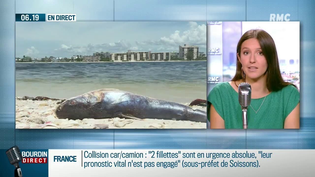 Qu'est-ce que la "marée rouge" qui ravage les côtes de Floride?