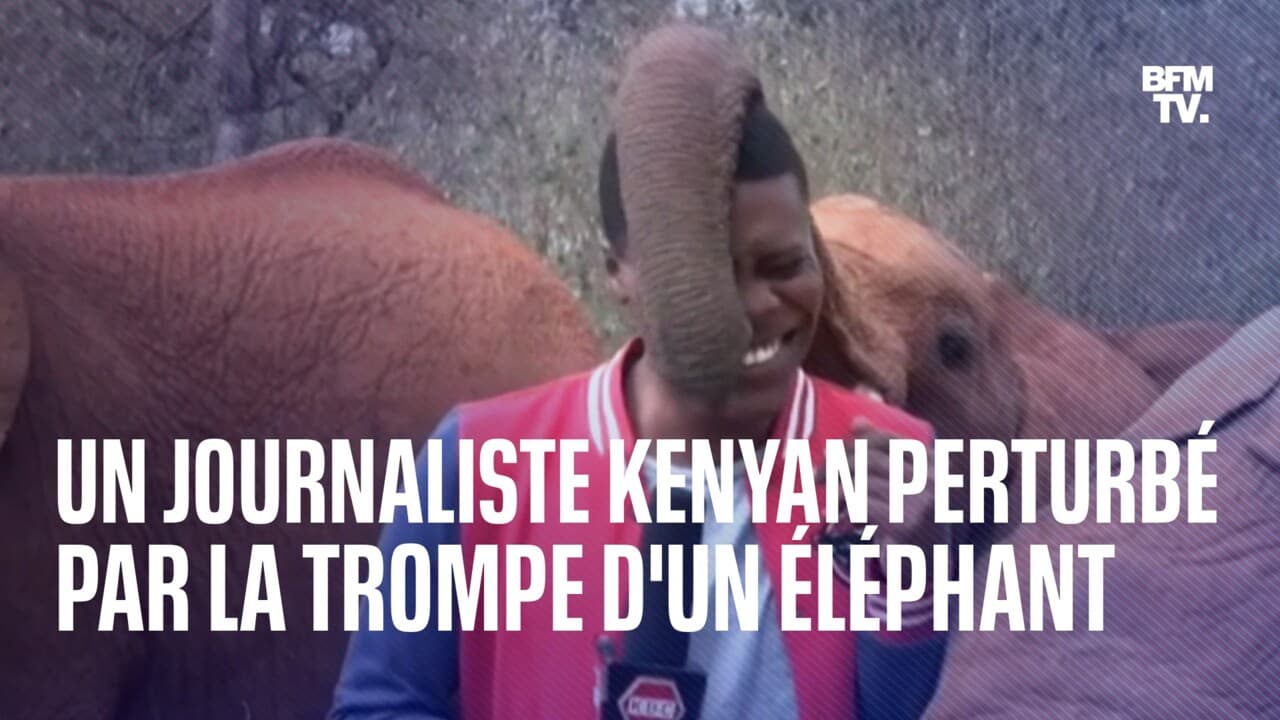 Un journaliste kenyan perturbé par… la trompe d'un éléphant ...
