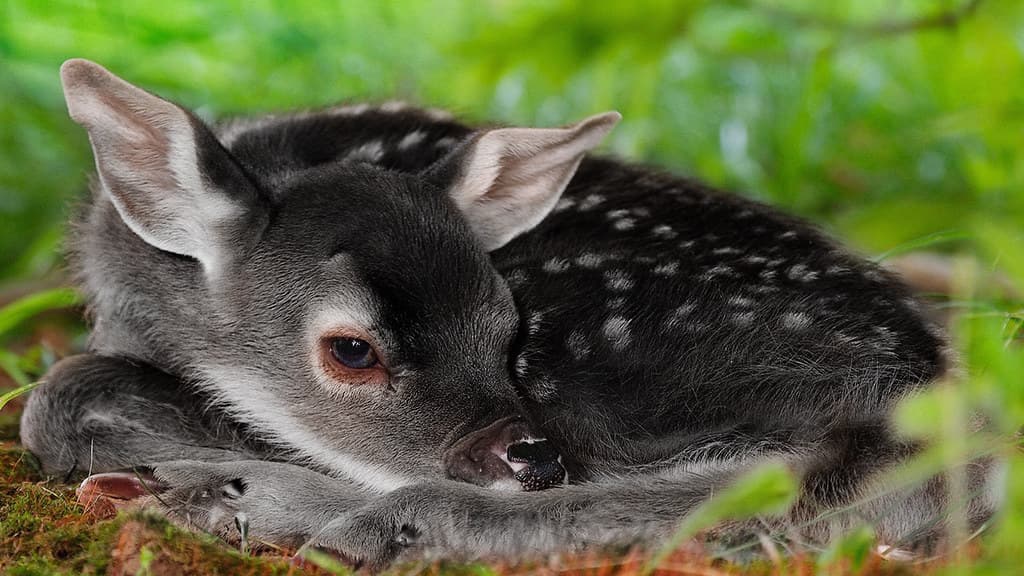 En Saône-et-Loire, la préfecture obligée de démentir l'abattage d'un ...