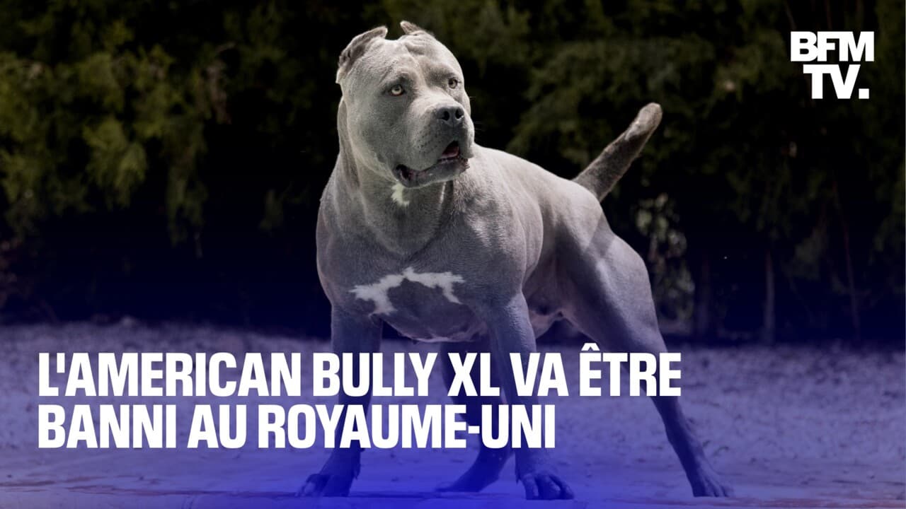 L’American Bully XL va être banni au Royaume-Uni après plusieurs ...