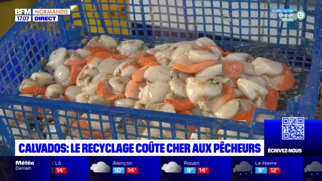 Calvados: le recyclage de coquilles vides des Saint-Jacques coûte cher ...