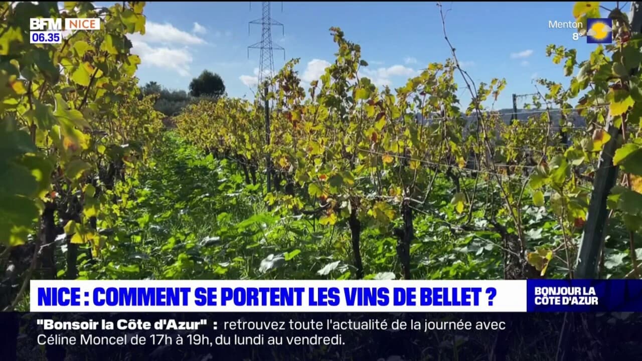 Nice: les vins de Bellet se portent bien malgré la sécheresse