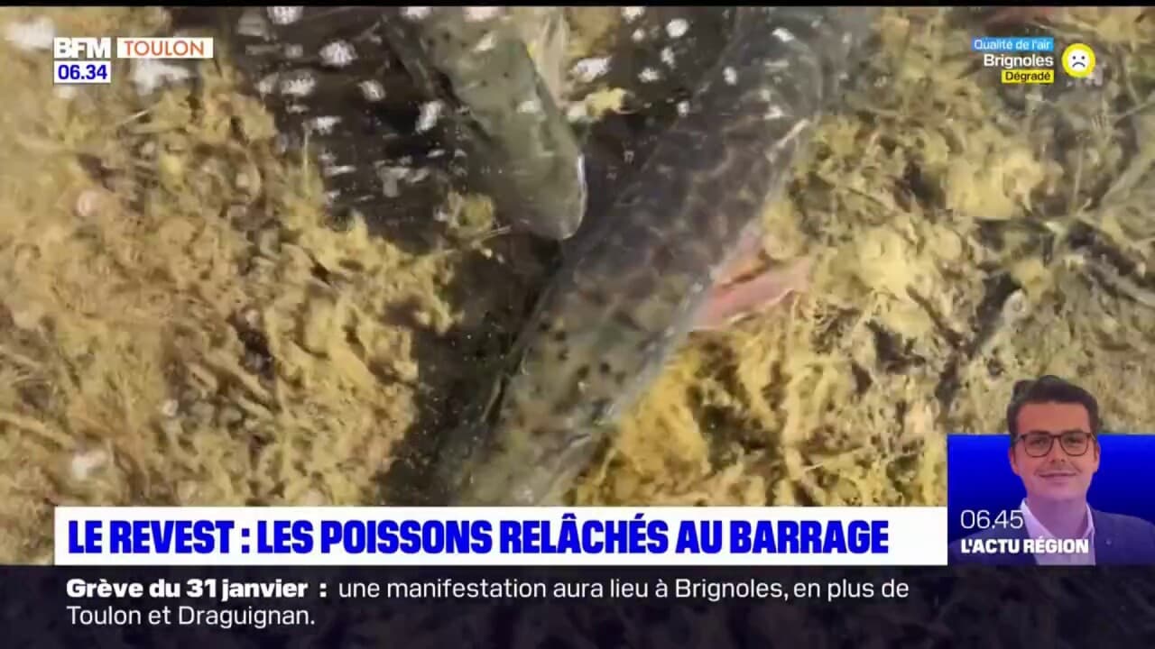 Le Revest-les-Eaux: après deux ans travaux sur le barrage, les poissons ...