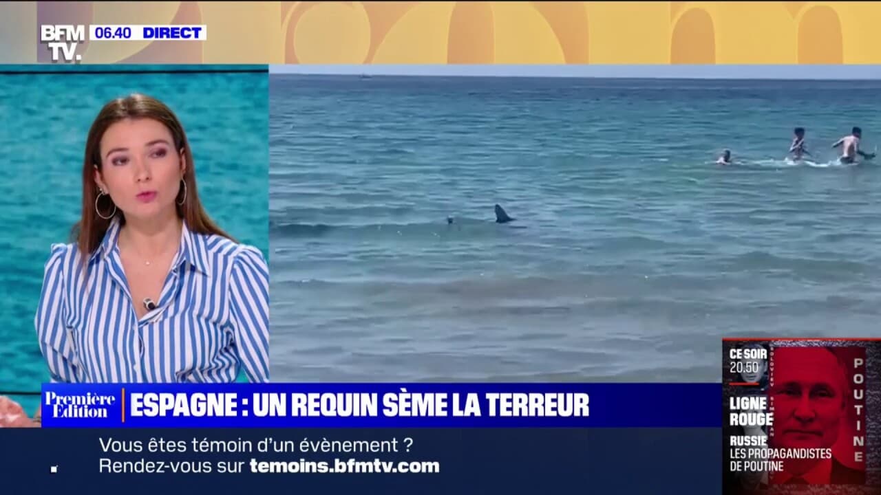 Un requin sème la terreur à quelques mètres des baigneurs à Alicante en ...
