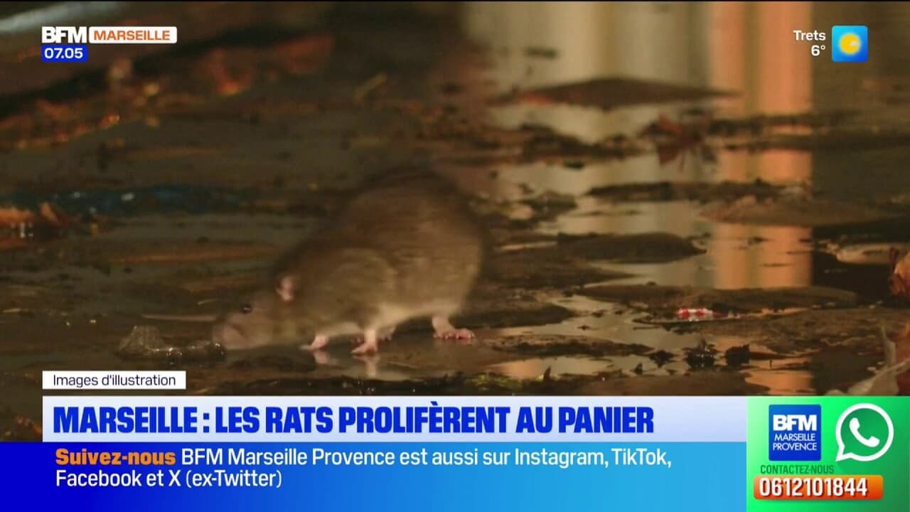 Marseille : Les rats prolifèrent dans le quartier du Panier