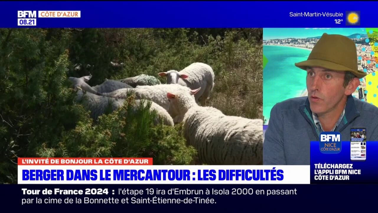 Alpes-Maritimes: cohabitation difficile entre les bergers et les ... Alpes-Maritimes: cohabitation difficile entre les bergers et les ...