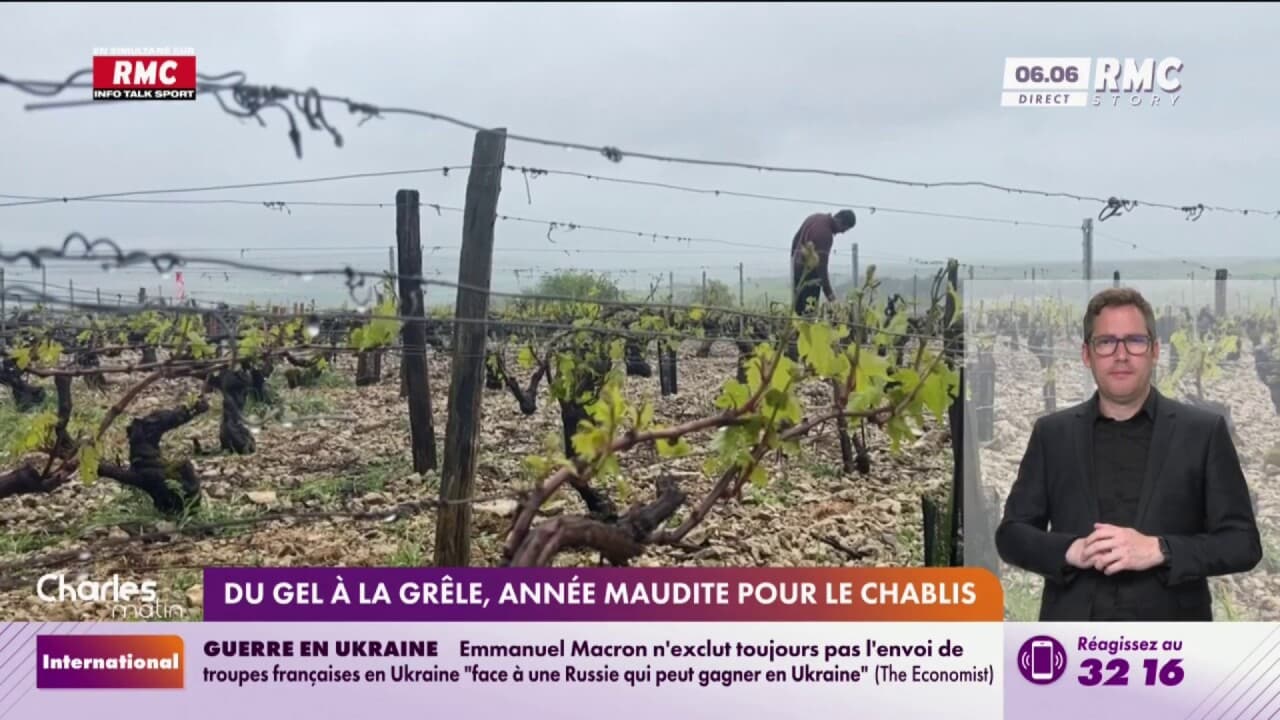 Du gel à la grêle, année maudite pour le chablis