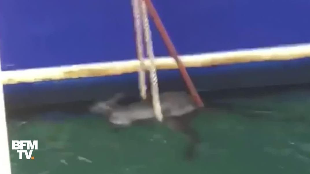 Un wallaby sauvé par un ferry dans le port de Sydney
