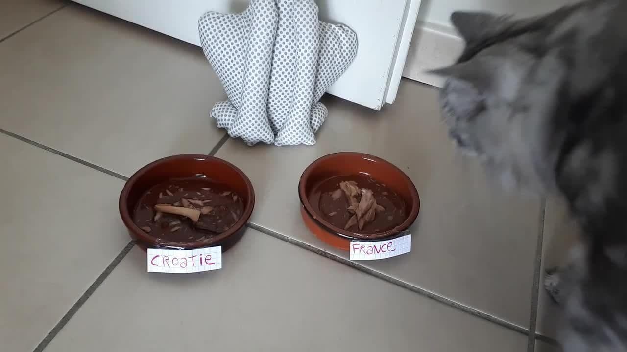 Un chat Témoin BFMTV pronostique la victoire de... la France en finale ... Un chat Témoin BFMTV pronostique la victoire de... la France en finale ...