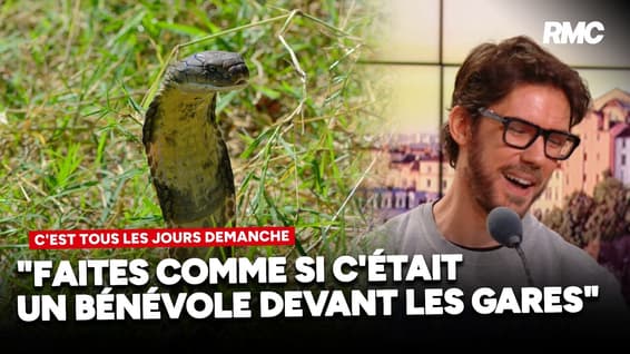 Un cobra royal près de Toulouse: les astuces d’Arnaud Demanche pour ...