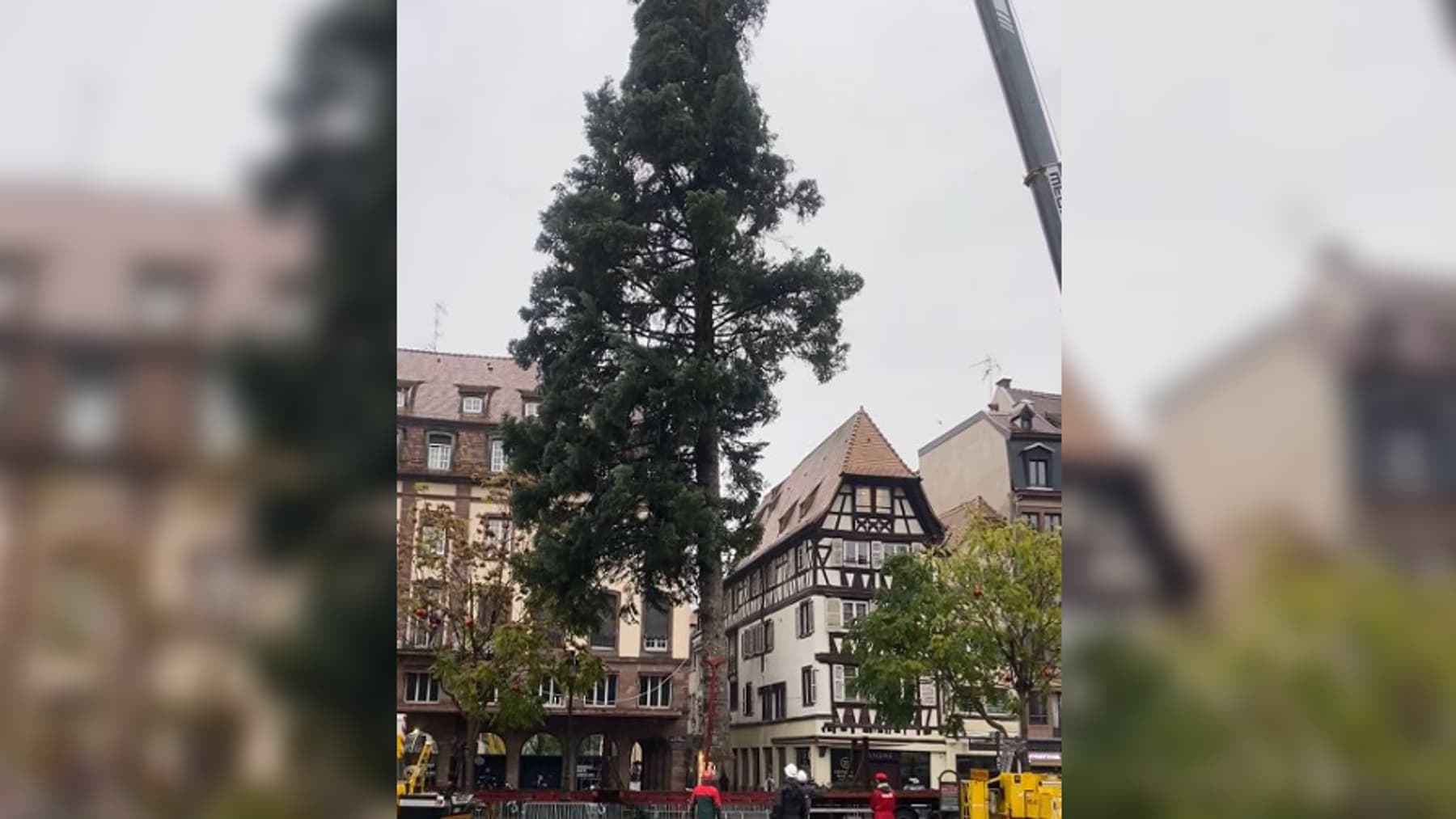Strasbourg: le grand sapin de Noël installé sur la place Kléber