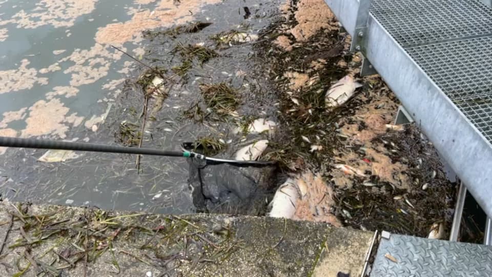 Seine-et-Marne: plus d'une tonne de poissons morts repêchés dans le Loing, la pollution suspectée