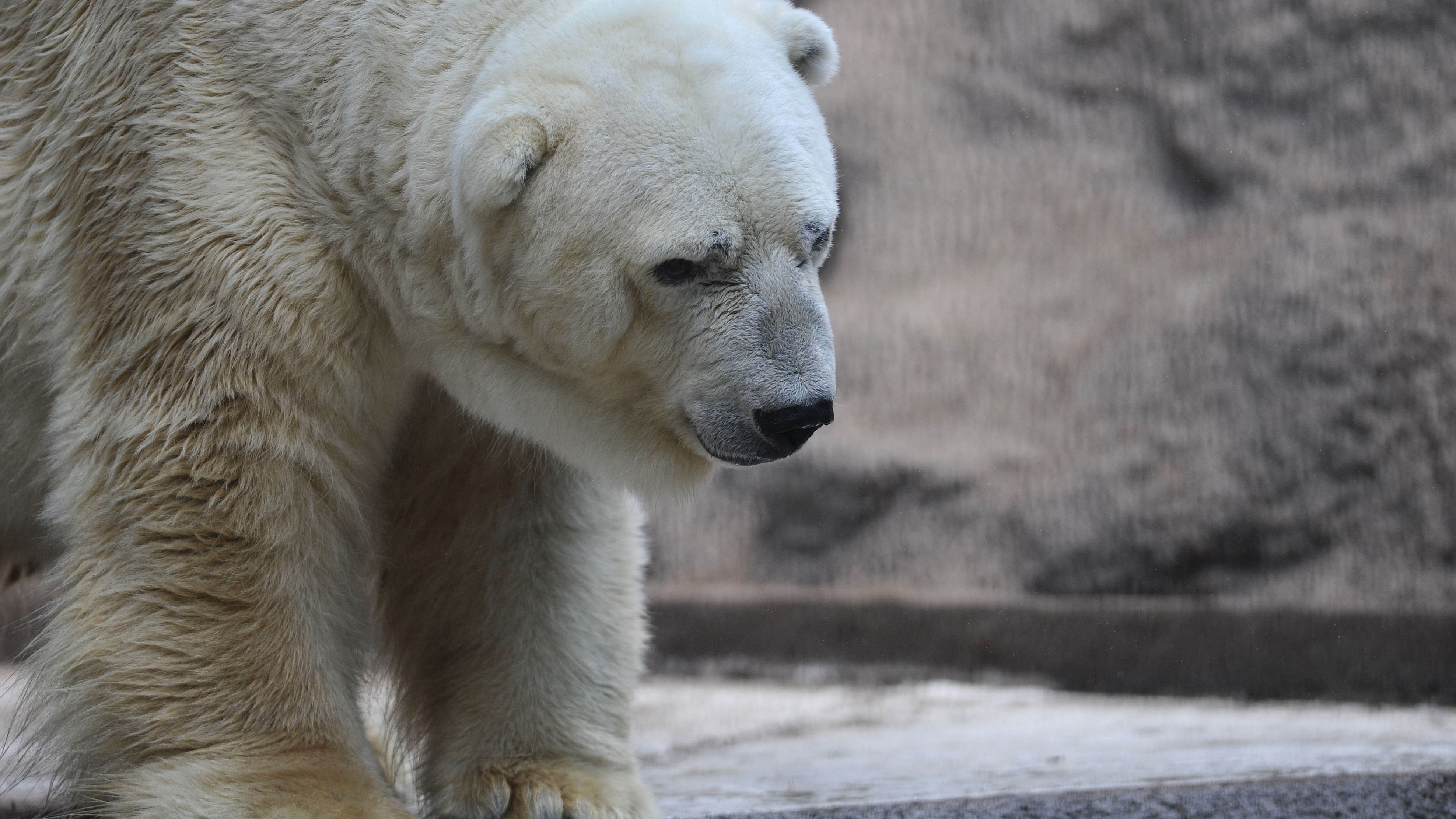 EN IMAGES - un ours blanc affamé repéré dans une ville de Russie, à ...