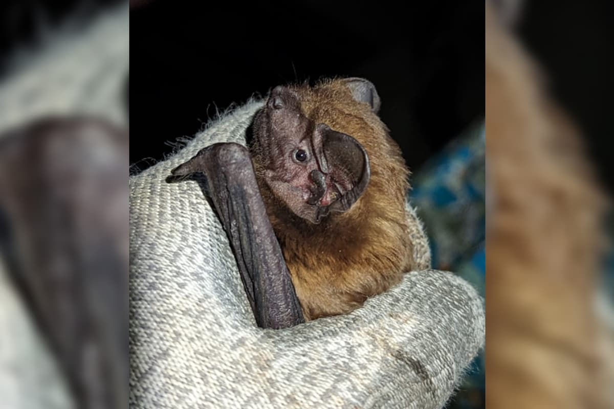 Alpes-Maritimes: une Grande Noctule, la plus grande chauve-souris d ...
