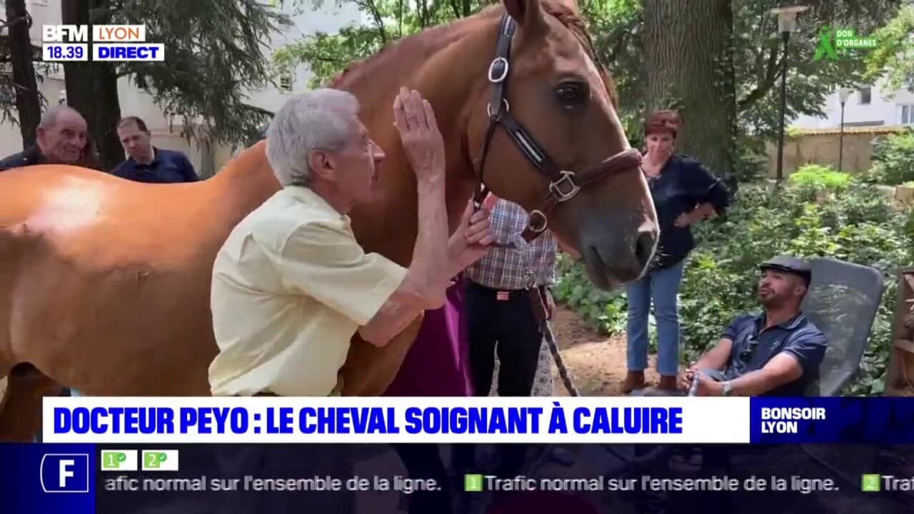 Docteur Peyo : le cheval soignant à Caluire