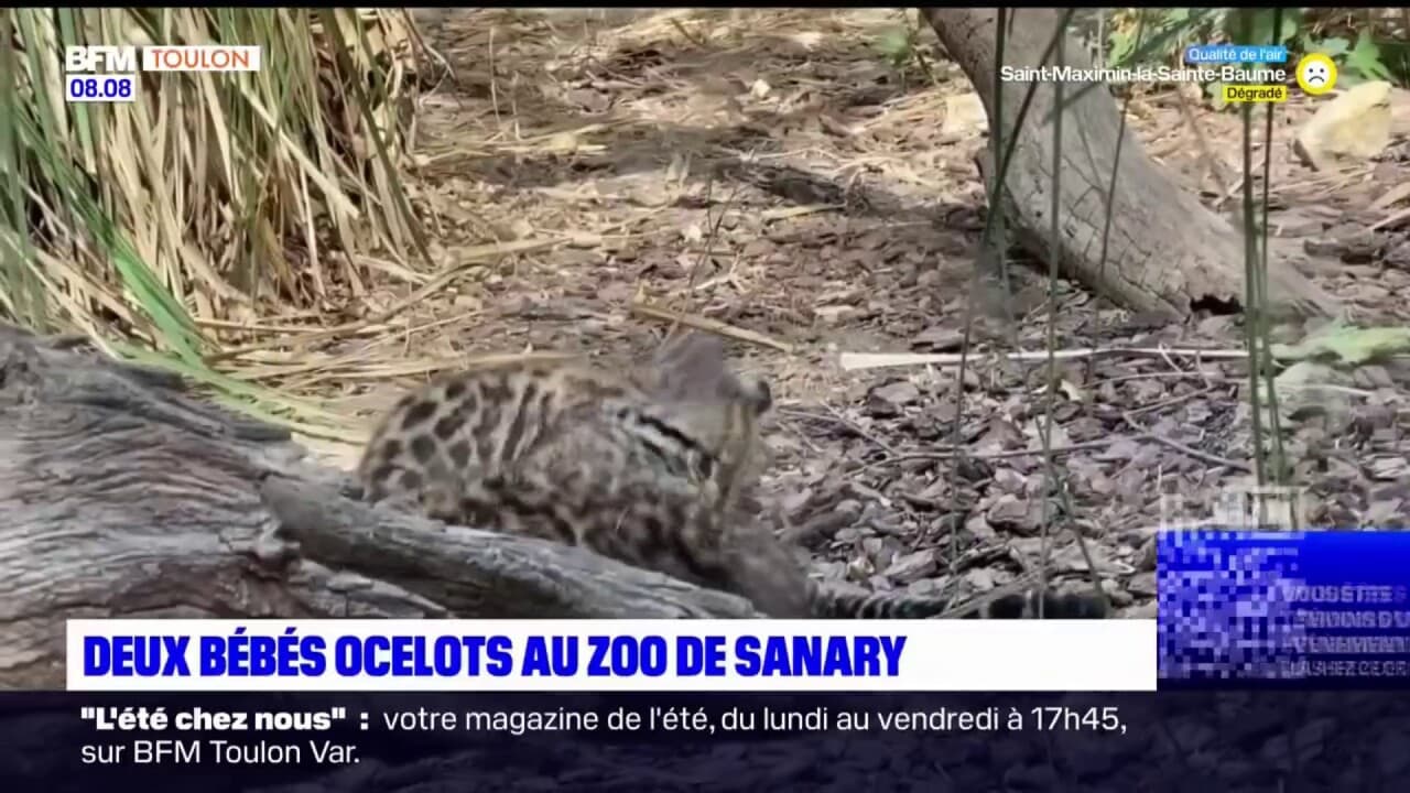 Var: deux bébés ocelots font leurs premières sorties au zoo de Sanary ...