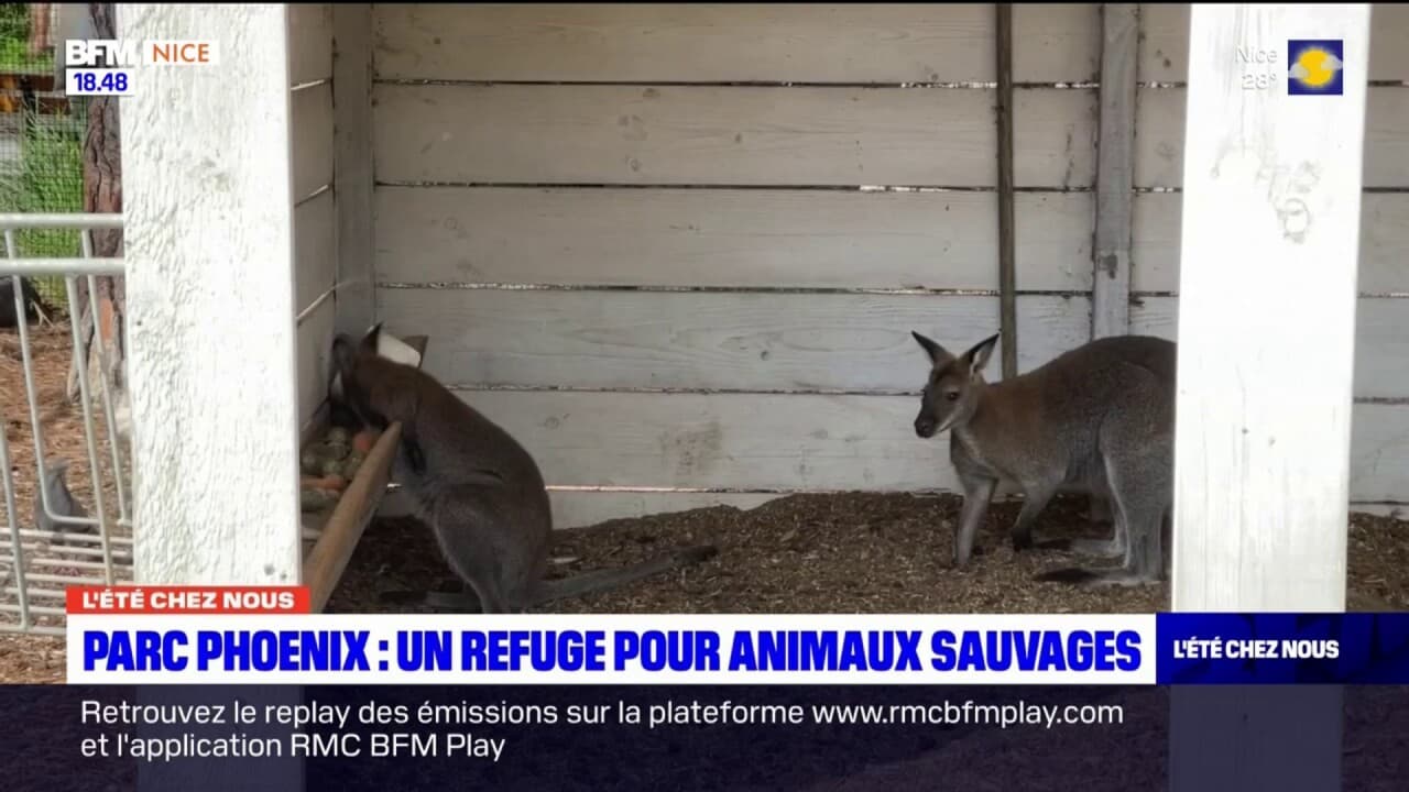 L'été chez nous: le Parc Phoenix, un refuge pour animaux sauvages