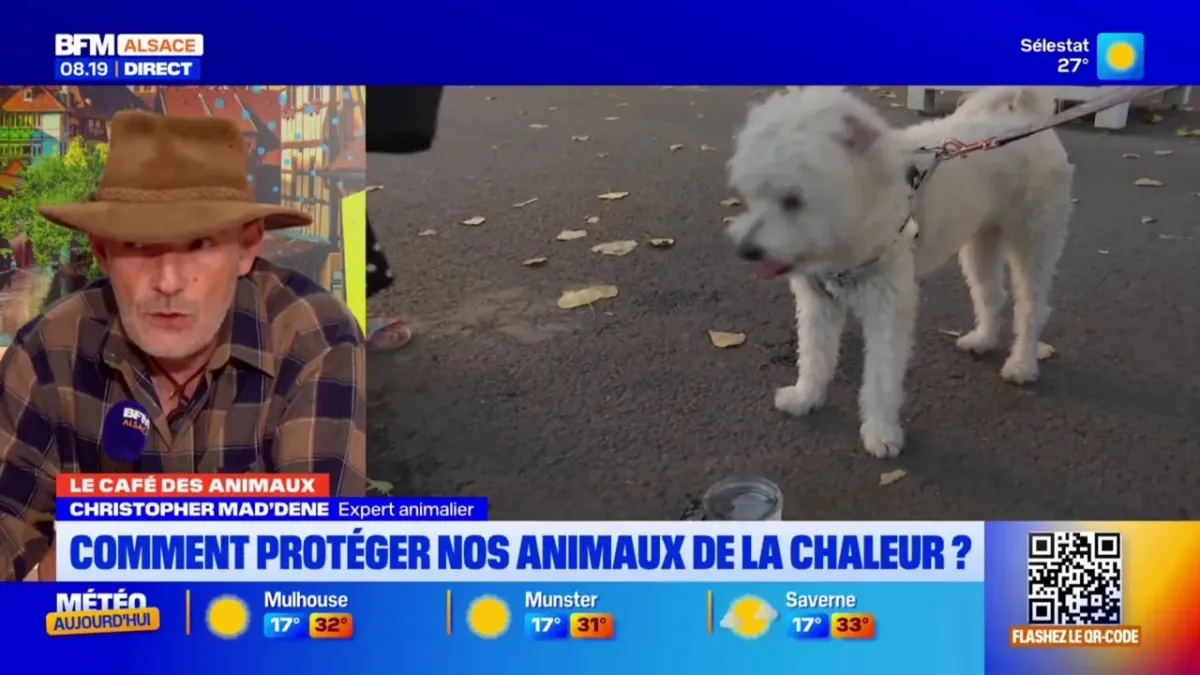 Le Café des animaux: comment protéger ses animaux de compagnie de la ...