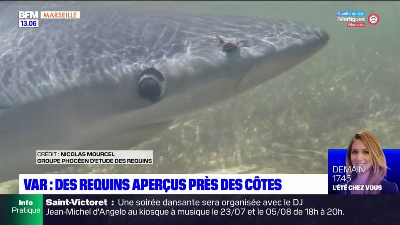 Var: des requins aperçus près des côtes