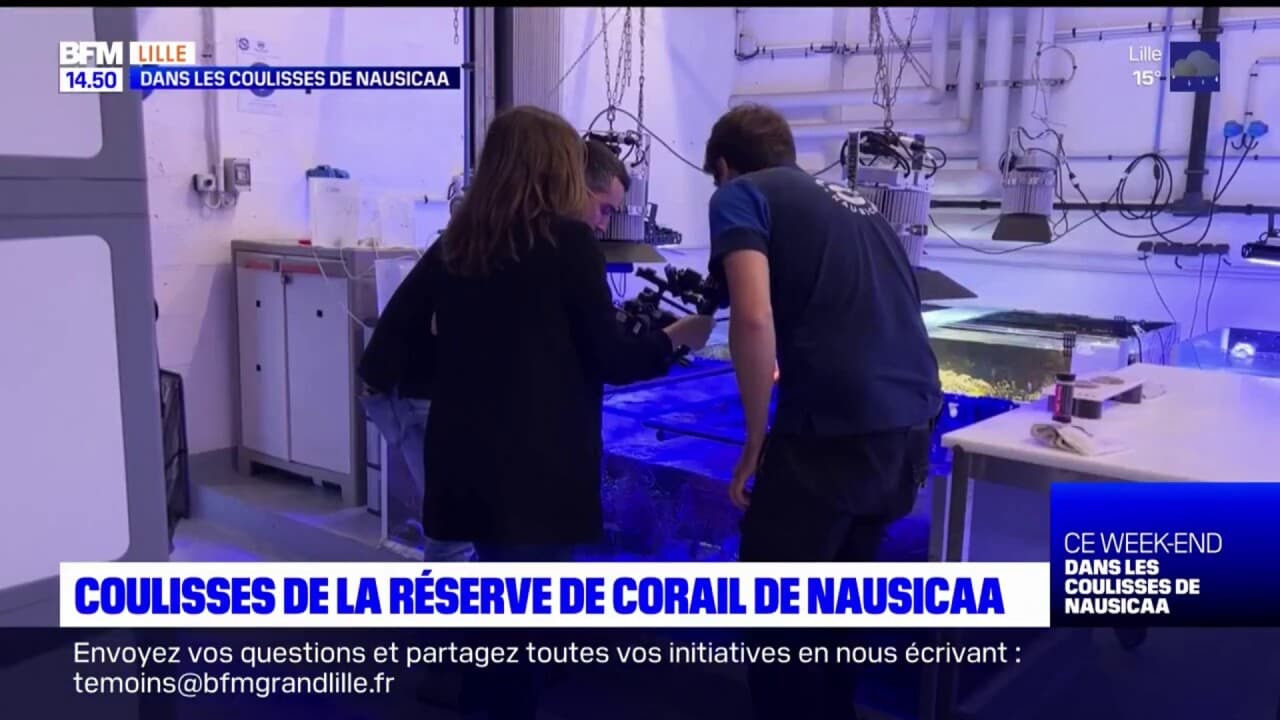 Découvrez les coulisses du chantier des nouveaux bassins de Nausicaa ...
