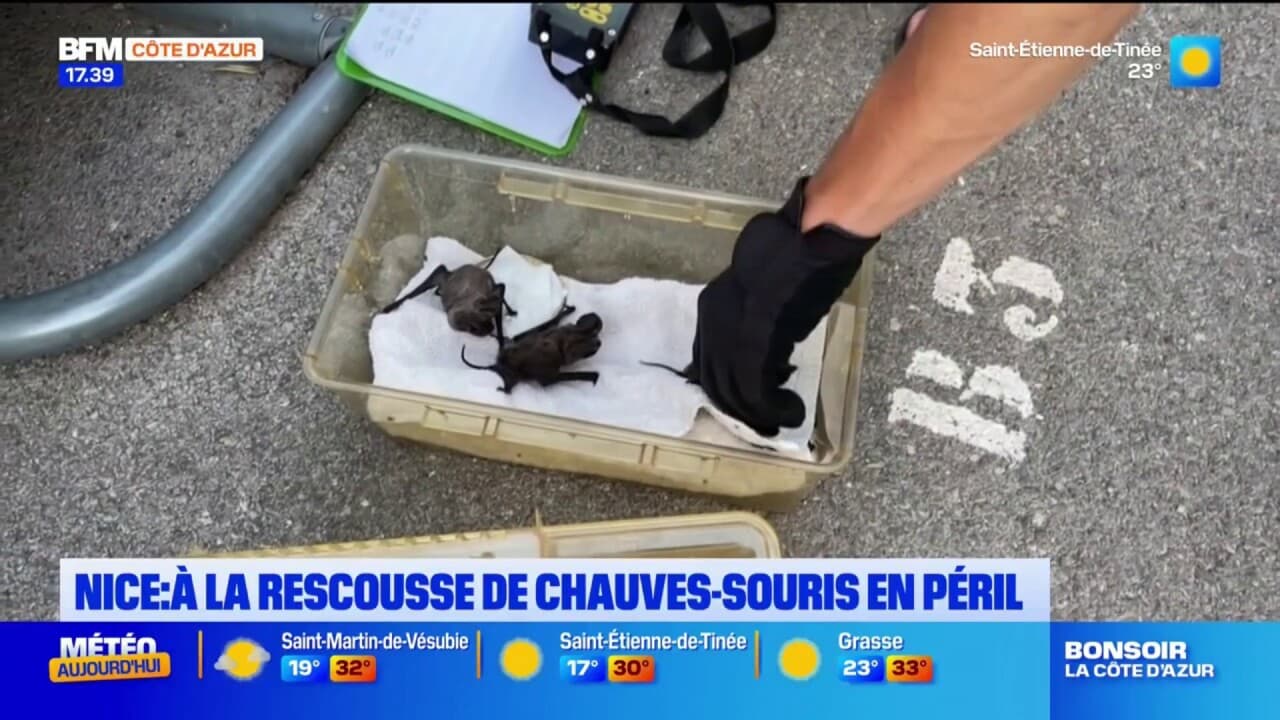 Nice: une association à la recousse des chauves-souris en péril