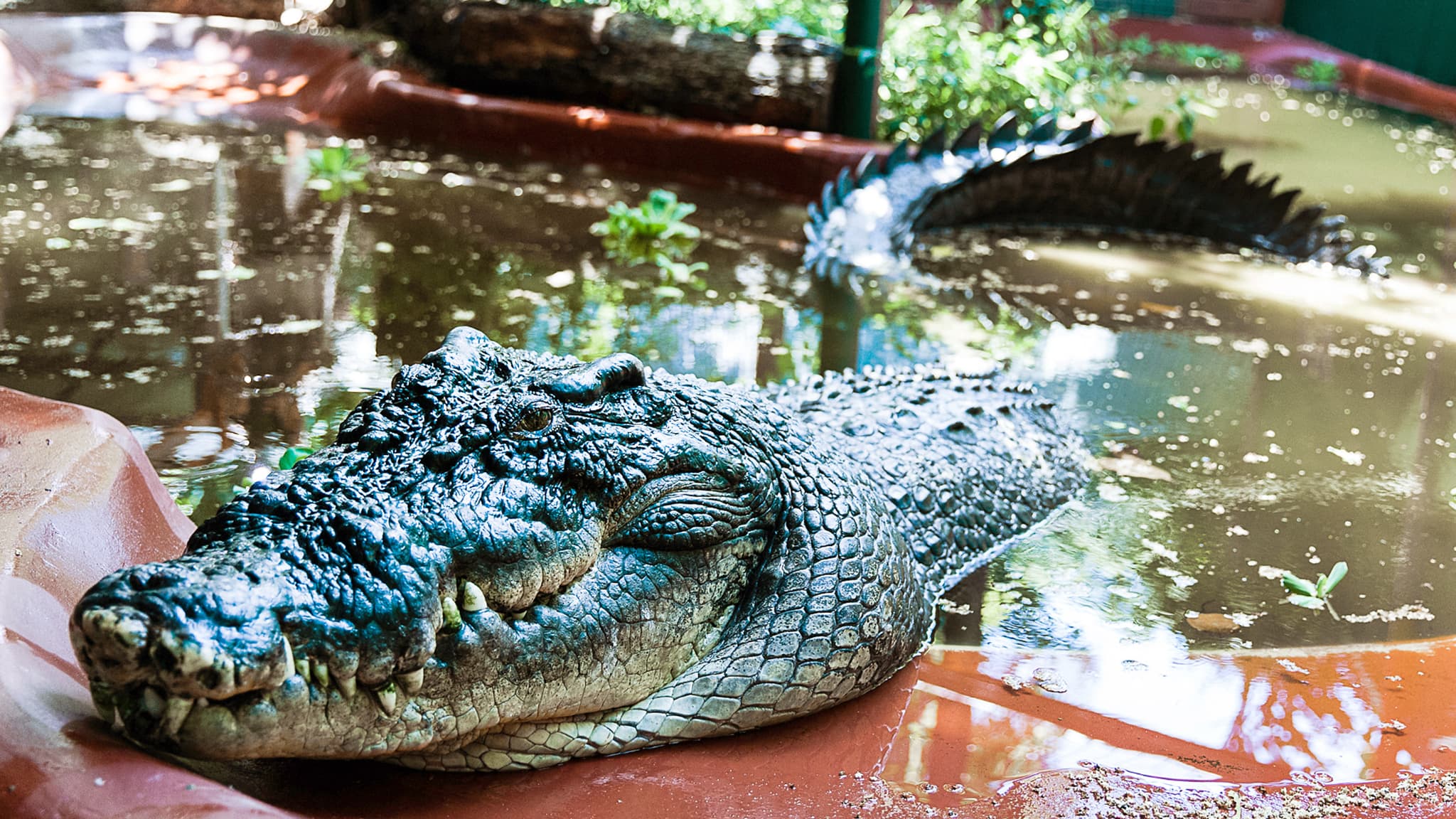 Australie: Cassius, le plus grand crocodile en captivité du monde, est mort
