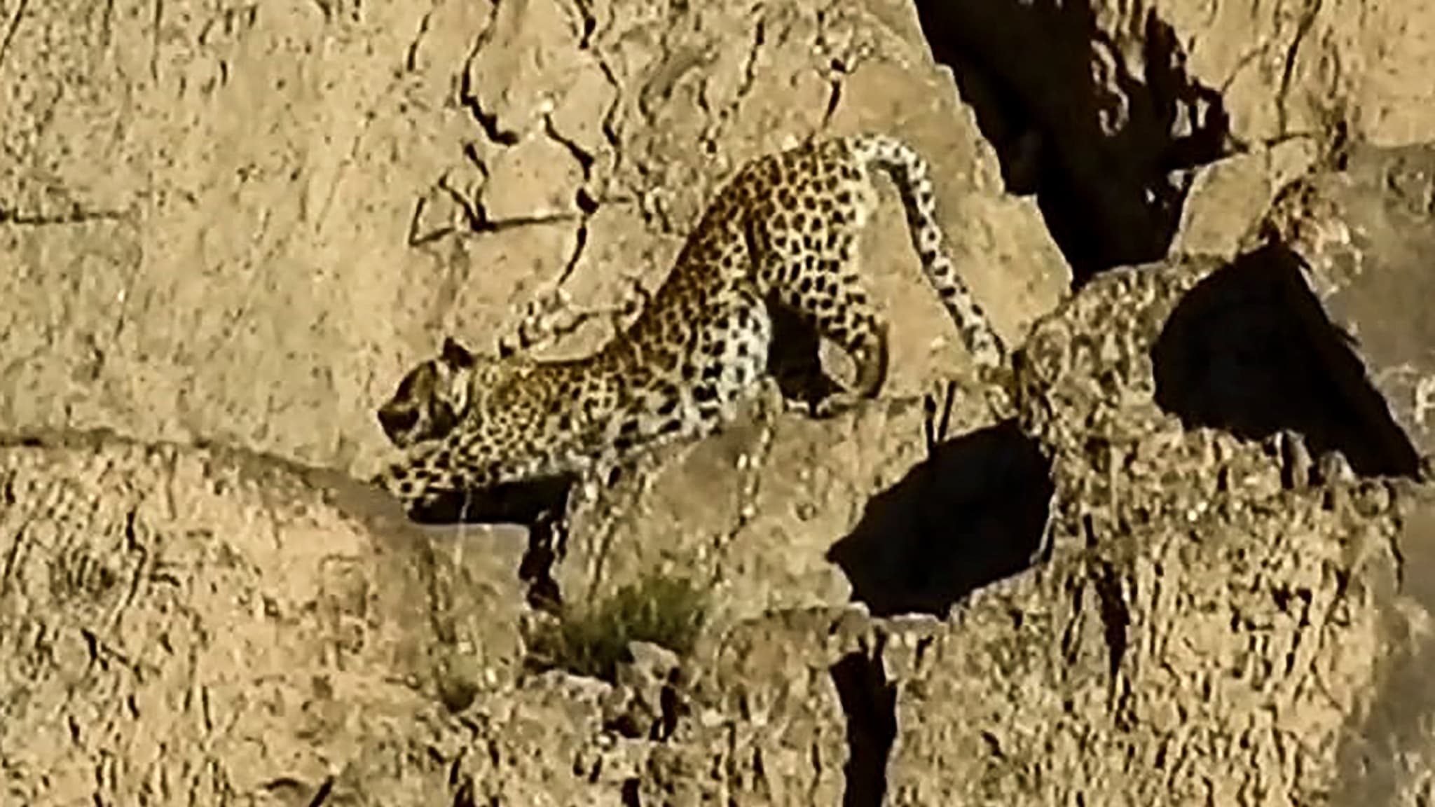 Un couple de panthères de Perse photographié pour la première fois au ...