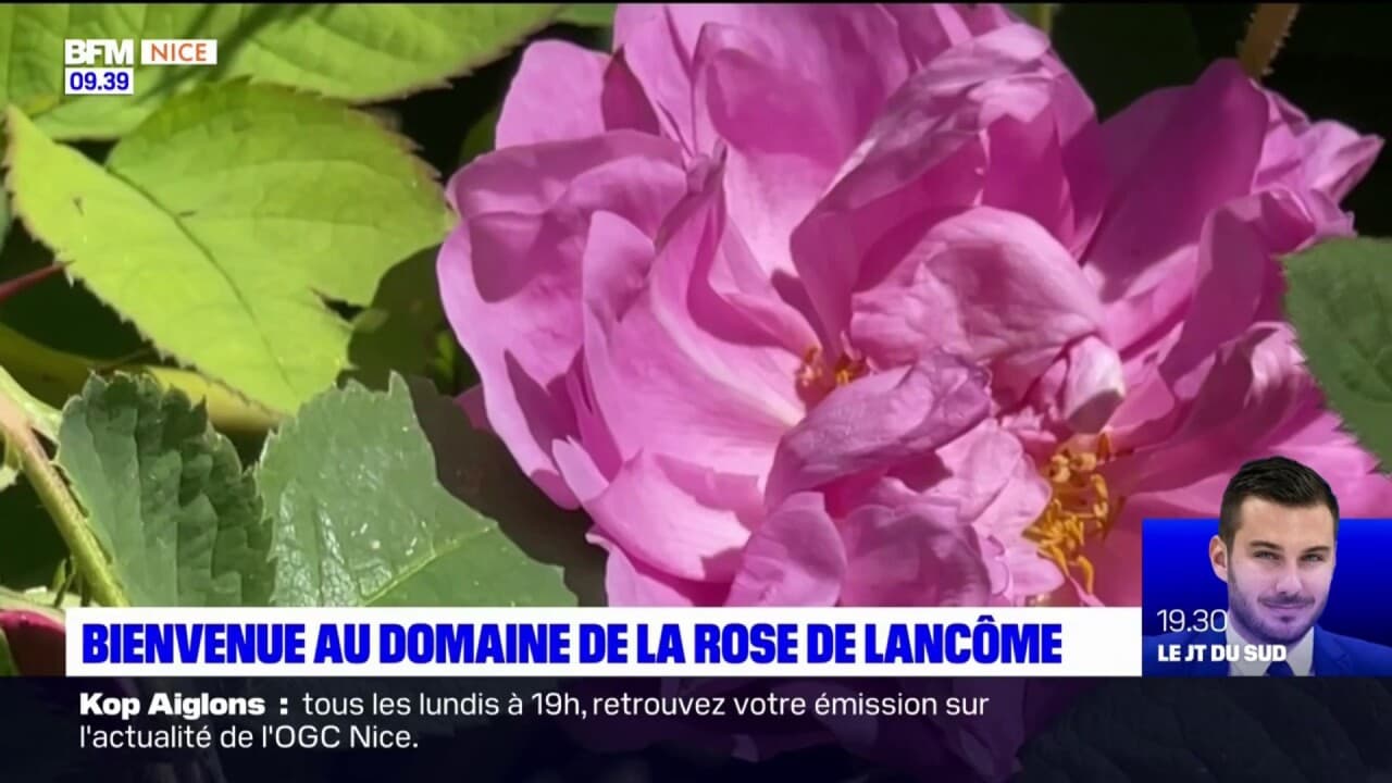 Grasse: le Domaine de la Rose de Lancôme ouvre ses portes