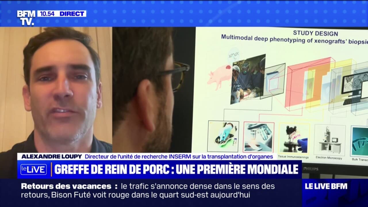 Greffe de rein de porc: "La route est encore longue pour que ça puisse ...