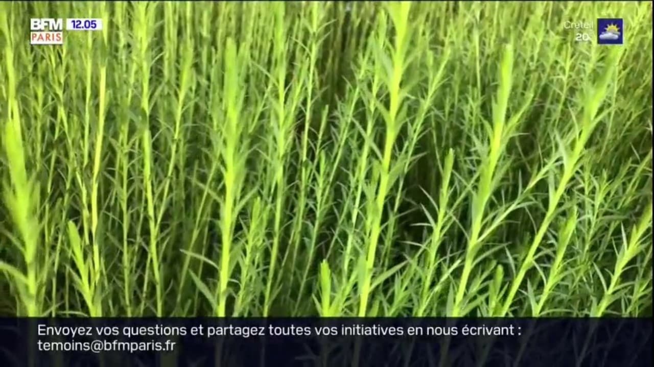 Paris: une plantation de lin en plein cœur de la capitale