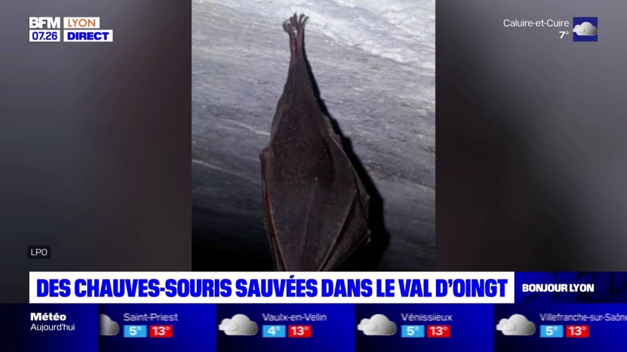 Histoire du jour: des chauves-souris sauvées dans le Val d'Oingt