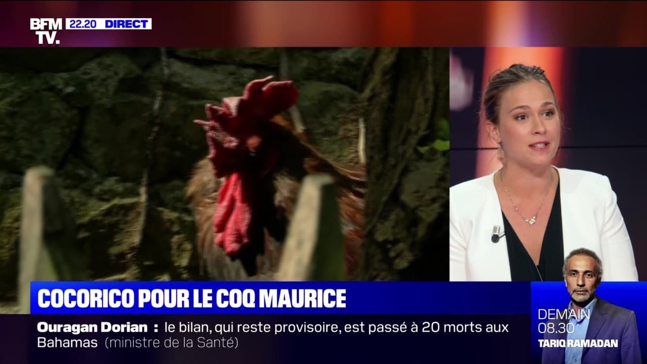 La justice autorise le coq Maurice à chanter